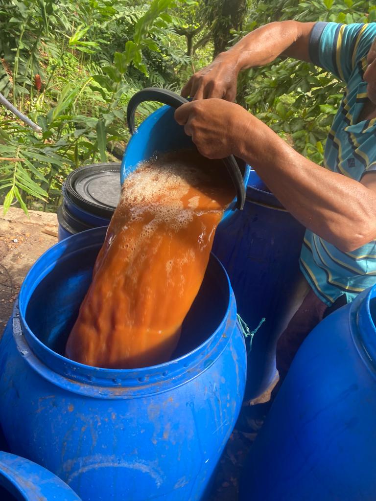¿Sabe qué es el Yagé o la ayahuasca? | Iglesia Takiwaira